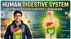 Human Digestive System Bio Class 10 : Important Points + Labeled ...